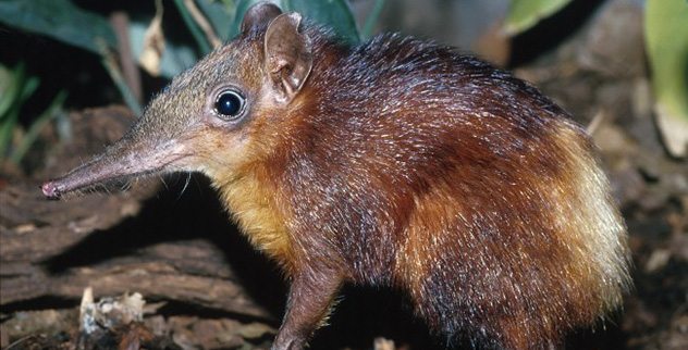 Top 10 Evolutionarily Unique Animals - Listverse