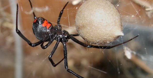 9 Small But Incredibly Dangerous Creatures - Listverse