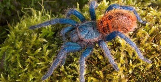 10 Weird And Wonderful Oddities Of Nature - Listverse