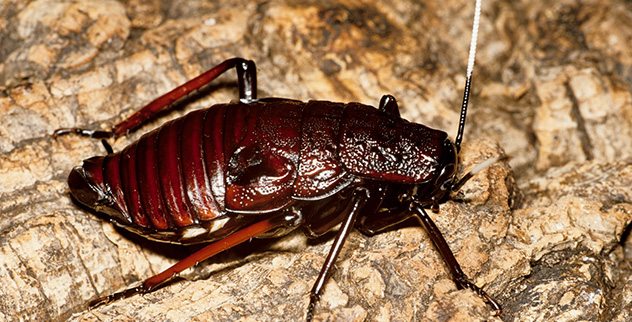 10 Fascinating Talking Points About Cockroaches - Listverse