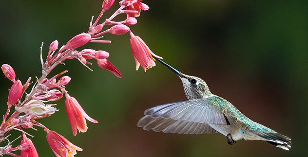 Another 10 Amazing Animal Facts - Listverse