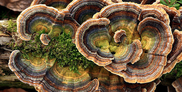 Top 10 Incredible Funguses - Listverse