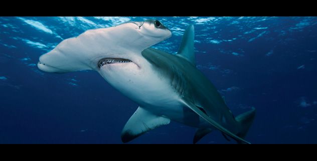 Top 10 Incredible Sharks - Listverse