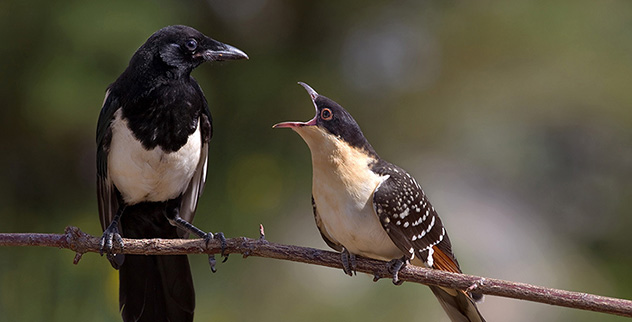 Top 10 Fratricidal Baby Animals - Listverse