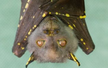 10 Creatures with Crazy Faces - Listverse