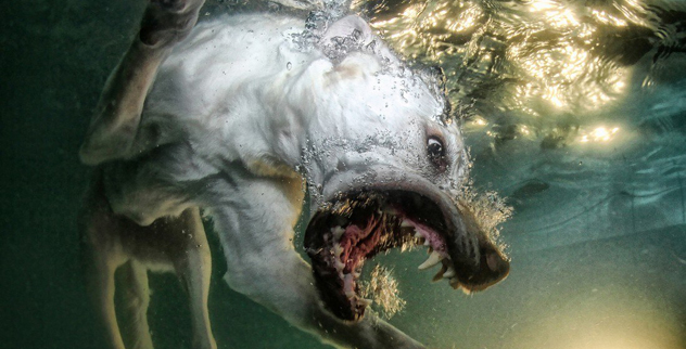 10 Historical Characters and their Unusual Pets - Listverse