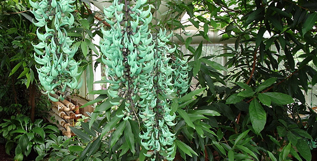 Top 10 Incredibly Rare Flowers - Listverse