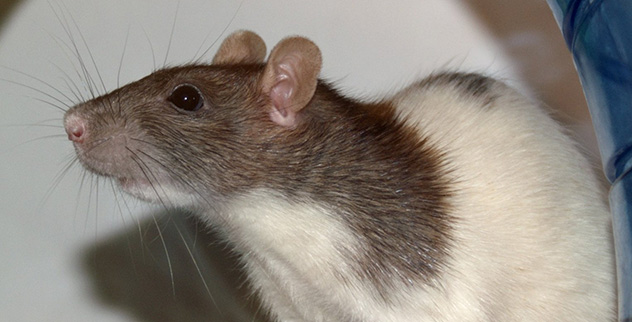 Top 10 Fascinating Facts About Rats - Listverse