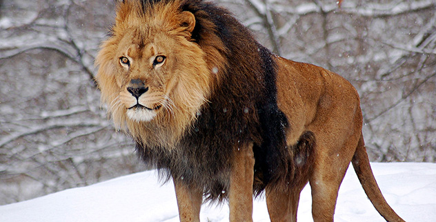 Top 10 Deadliest Animals - Listverse