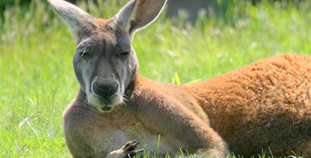 10 Unexpected Examples of Animal Genitalia - Listverse