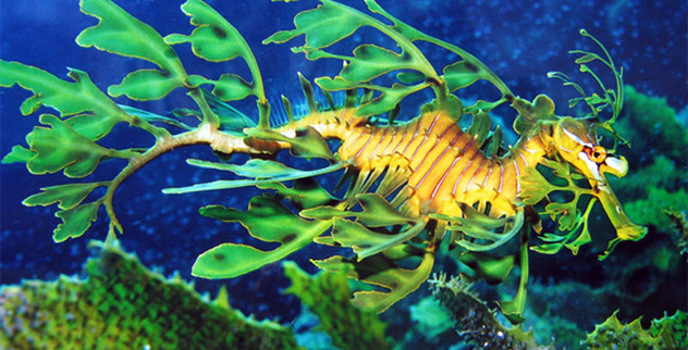 10 Sea Creatures With Amazing Disguises