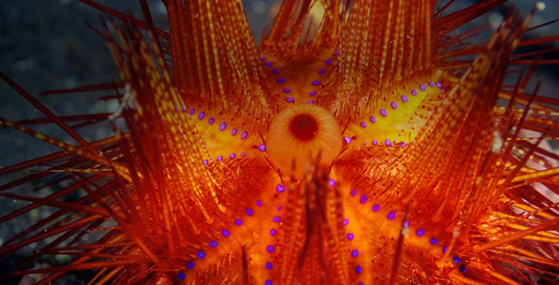 10 Spineless Creatures That Could Decimate You - Listverse