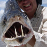 10 More Terrifying Killer Fish - Listverse