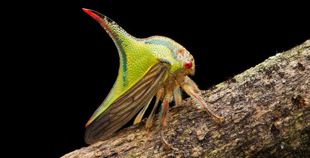 10 Bizarre Arthropods - Listverse