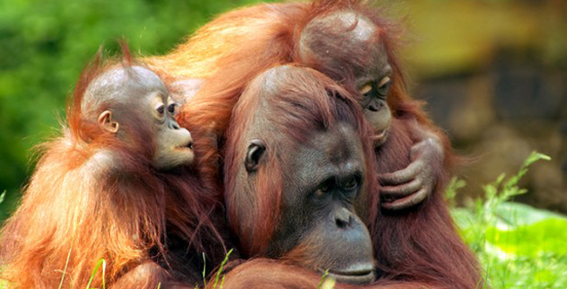 10 More Surprising Ways Animals Use Tools - Listverse