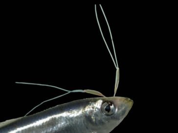 10 Fascinatingly Bizarre Crustaceans - Listverse