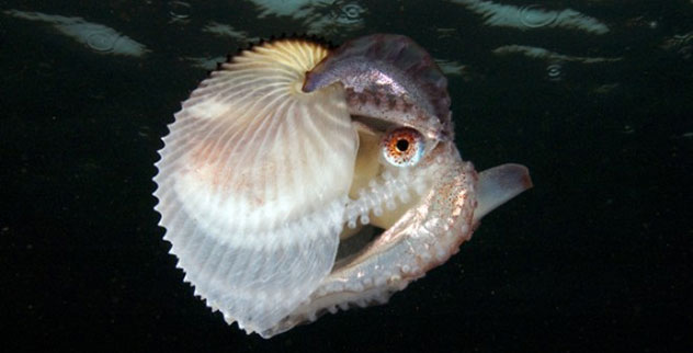 10 Incredibly Strange Cephalopods - Listverse