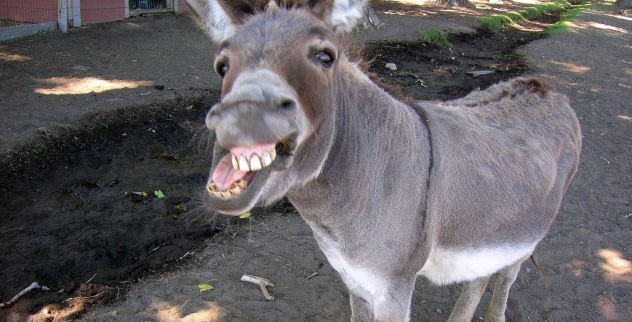9 Truly Bizarre Ways Animals Work for Humans - Listverse