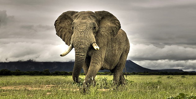 8 Endangered Species Still Hunted - Listverse
