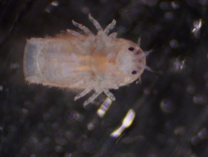 10 Fascinatingly Bizarre Crustaceans - Listverse