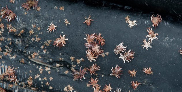 10 Fascinatingly Bizarre Crustaceans - Listverse