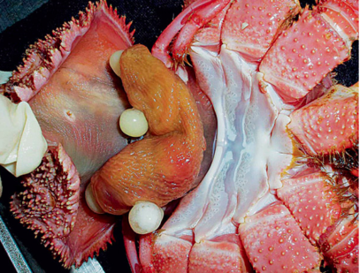 10 Fascinatingly Bizarre Crustaceans - Listverse