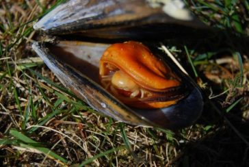 10 Fascinatingly Bizarre Crustaceans - Listverse