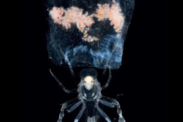 10 Fascinatingly Bizarre Crustaceans - Listverse