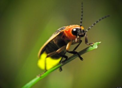 10 Insects With Comic Book Superpowers - Listverse