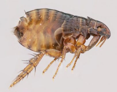10 Insects With Comic Book Superpowers - Listverse