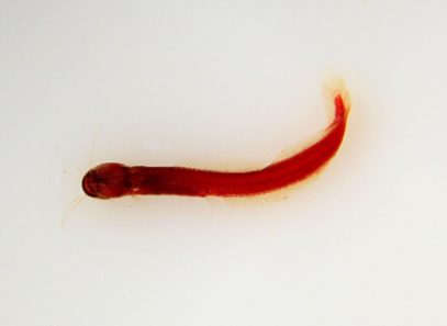 10 Surreal And Twisted Fish - Listverse