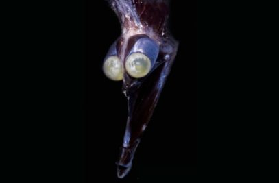 10 Surreal And Twisted Fish - Listverse