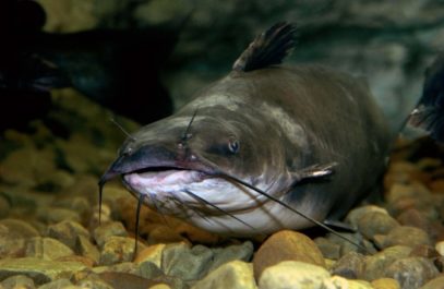 10 Surprisingly Dangerous Animals - Listverse