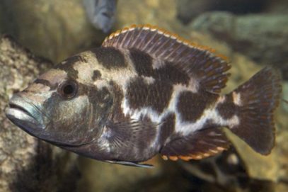 10 Devastatingly Deceptive Or Bizarre Animal Mimics - Listverse
