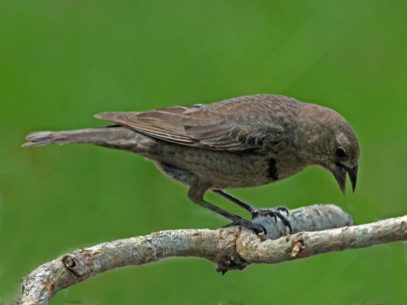 10 Truly Terrible Species Invasions - Listverse