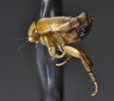 10 Strange Flightless Flies - Listverse