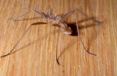 10 Strange Flightless Flies - Listverse