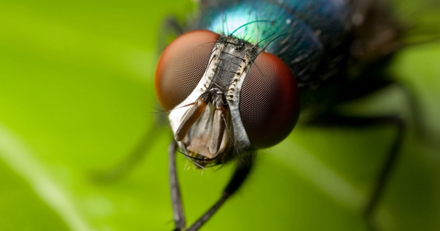 10 Strange Flightless Flies - Listverse