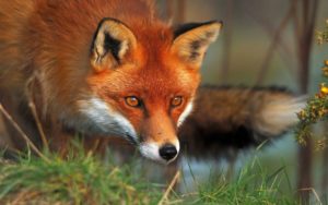 10 Surprisingly Dangerous Animals - Listverse