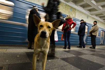 10 Weird Facts About Dogs - Listverse