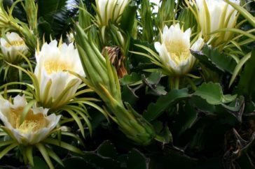 10 Of The Slowest Plants To Ever Bloom - Listverse