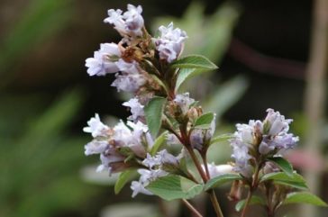 10 Of The Slowest Plants To Ever Bloom - Listverse