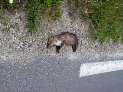 10 Unexpected Animal Love Lives - Listverse