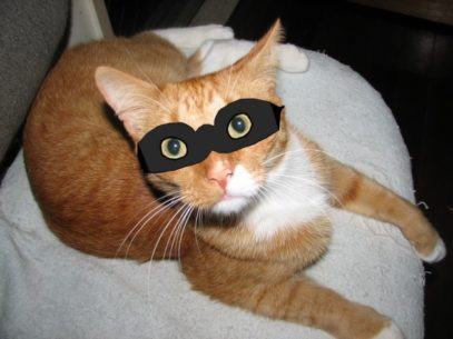 10 Weird Facts About Cats - Listverse