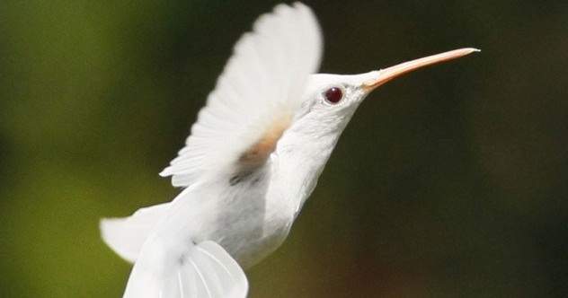 10 Incredible Albino Animals - Listverse