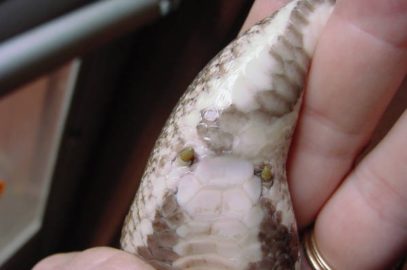 10 Bizarre Facts About Reptiles - Listverse