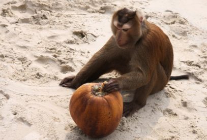 10 Awesome Facts About Coconuts - Listverse