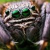 Top 10 Deadliest Spiders - Listverse