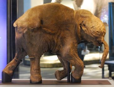 10 Extinct Animals That Science Could Bring Back From The Dead - Listverse
