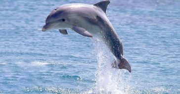 10 Amazing Dolphin Superpowers - Listverse